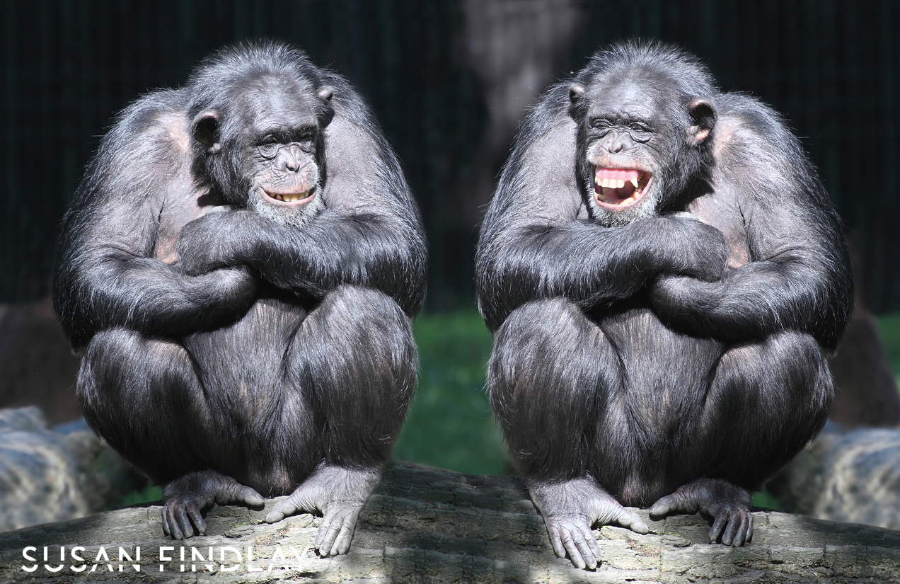 Reasons to Maintain Humour in Your Life - Susan Findlay